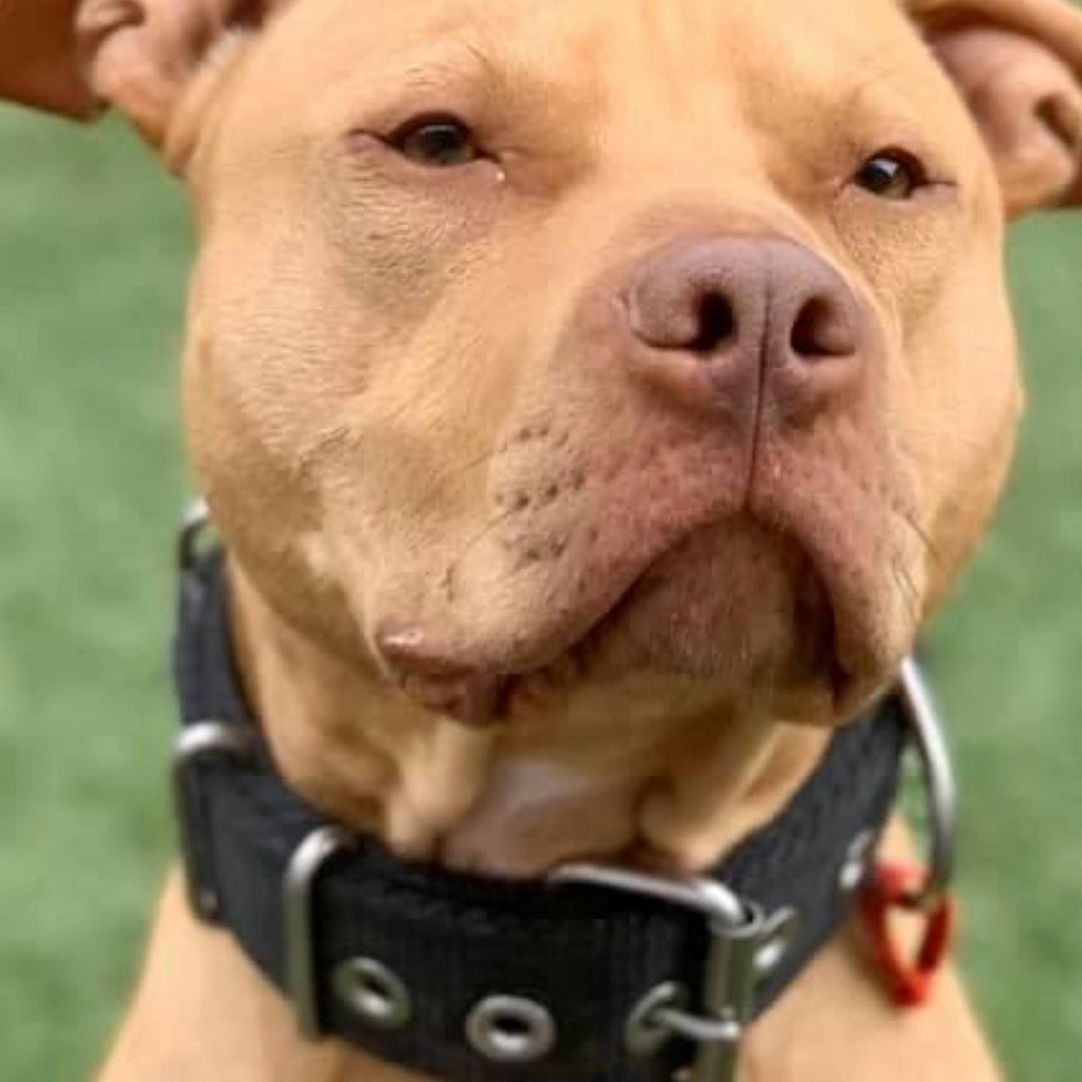 Dog Collars – Pig Dog Supplies